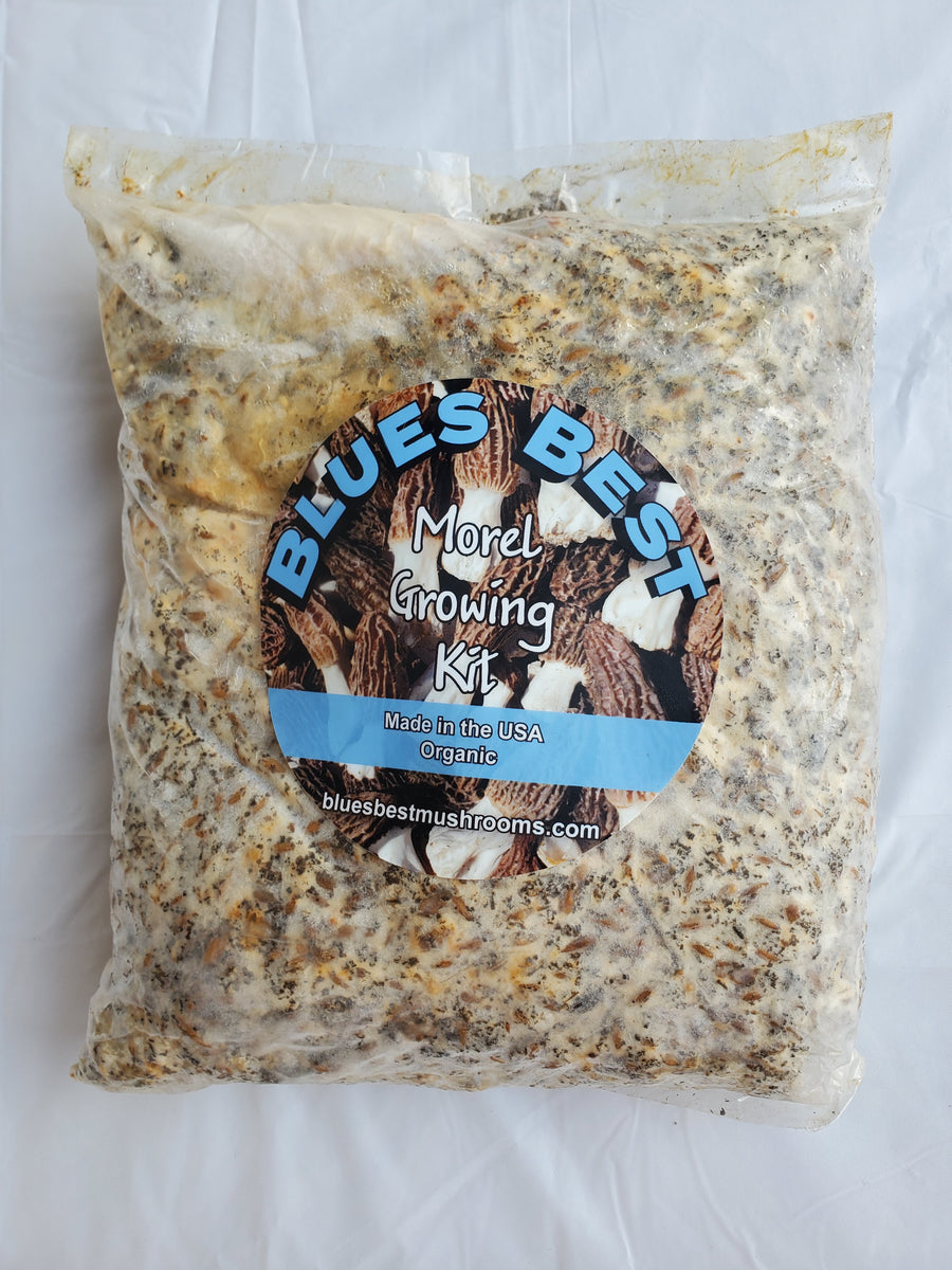 Morel Growing Kit 2 Pack – Blues Best Mushrooms